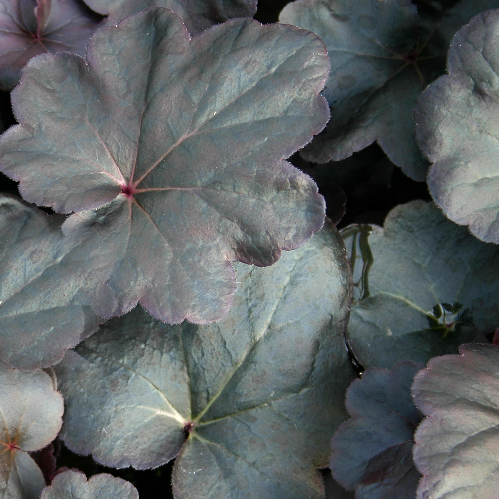 Heuchera 'Obsidian' | Coral Bells – Gardeners Dream