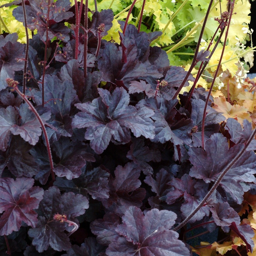 Heuchera 'Obsidian' | Coral Bells – Gardeners Dream