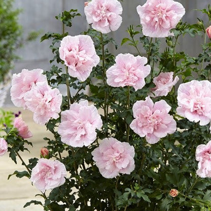 Hibiscus 'Pink Chiffon' | Rose Mallow – Gardeners Dream
