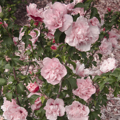 Hibiscus 'Pink Chiffon' | Rose Mallow – Gardeners Dream