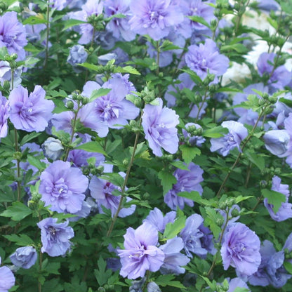 Hibiscus 'Blue Chiffon' | Rose Mallow – Gardeners Dream
