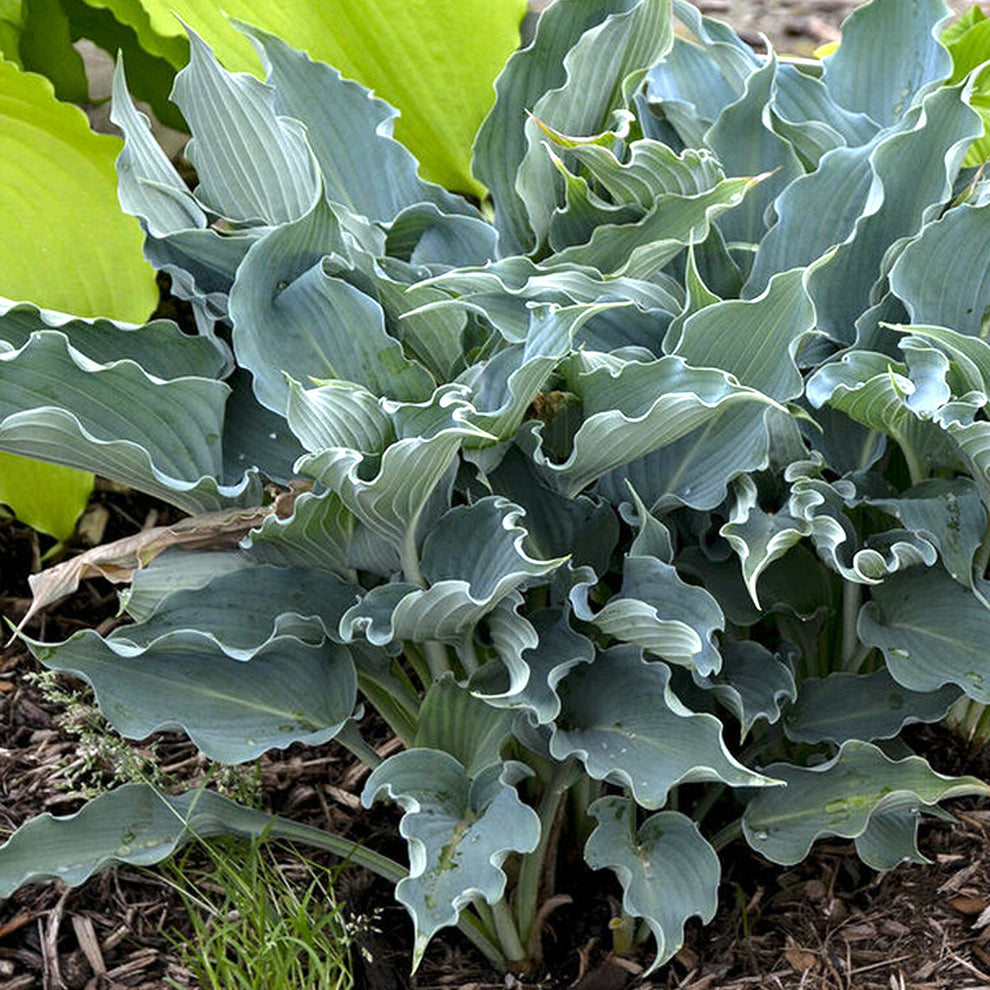 Hosta 'Waterslide' | Plantain Lily – Gardeners Dream