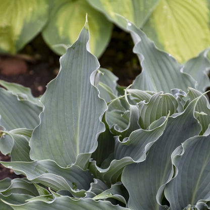 Hosta 'Waterslide' | Plantain Lily – Gardeners Dream