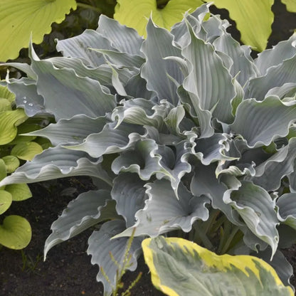 Hosta 'Waterslide' | Plantain Lily – Gardeners Dream