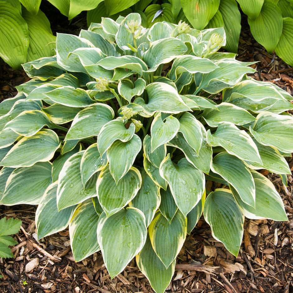 Hosta Plants | Red Hosta Plants | Gardeners Dream