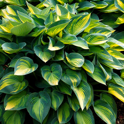 Hosta 'June' | Plantain Lily – Gardeners Dream