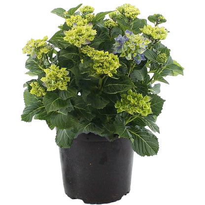 Blue Hydrangea | Mophead Hydrangea – Gardeners Dream