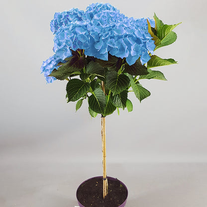 Blue Hydrangea macrophylla Patio Tree | Lacecap Hydrangea Tree ...