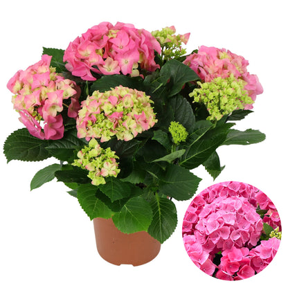 Pink Hydrangea | Mophead Hydrangea – Gardeners Dream