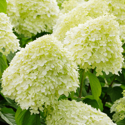 Hydrangea 'Limelight' | Panicle Hydrangea – Gardeners Dream