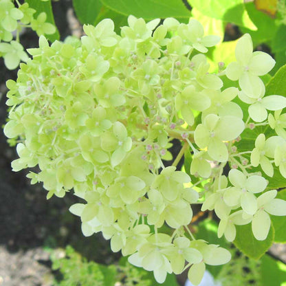 Hydrangea 'Limelight' | Panicle Hydrangea – Gardeners Dream