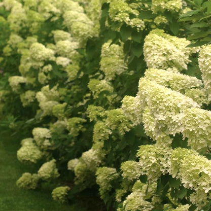 Hydrangea 'Limelight' | Panicle Hydrangea – Gardeners Dream