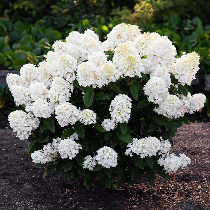 Hydrangea 'Living Little Blossom' | Panicle Hydrangea – Gardeners Dream