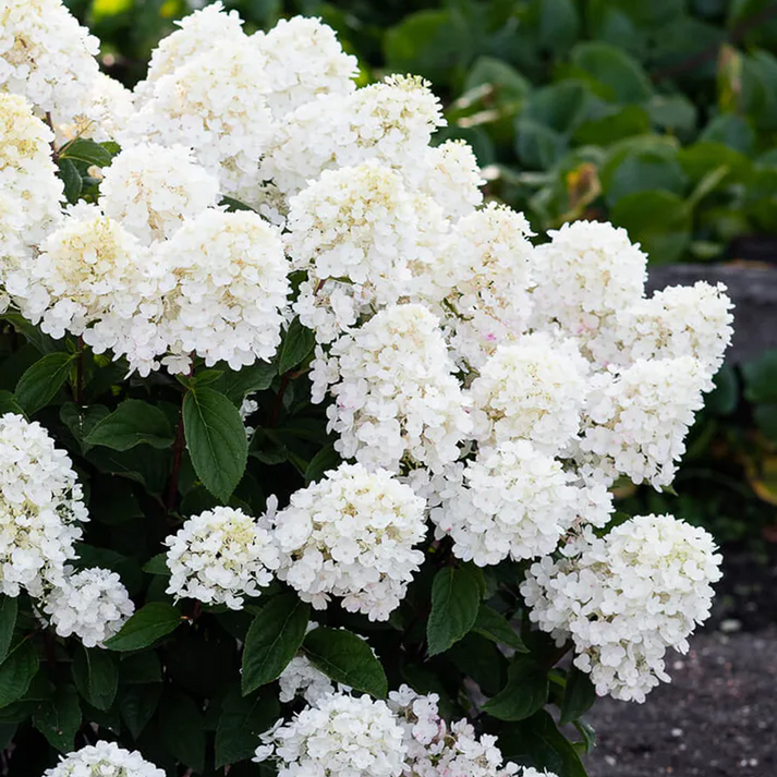 Hydrangea 'Living Little Blossom' | Panicle Hydrangea – Gardeners Dream