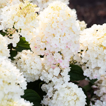 Hydrangea Living Little Blossom Panicle Hydrangea Gardeners Dream