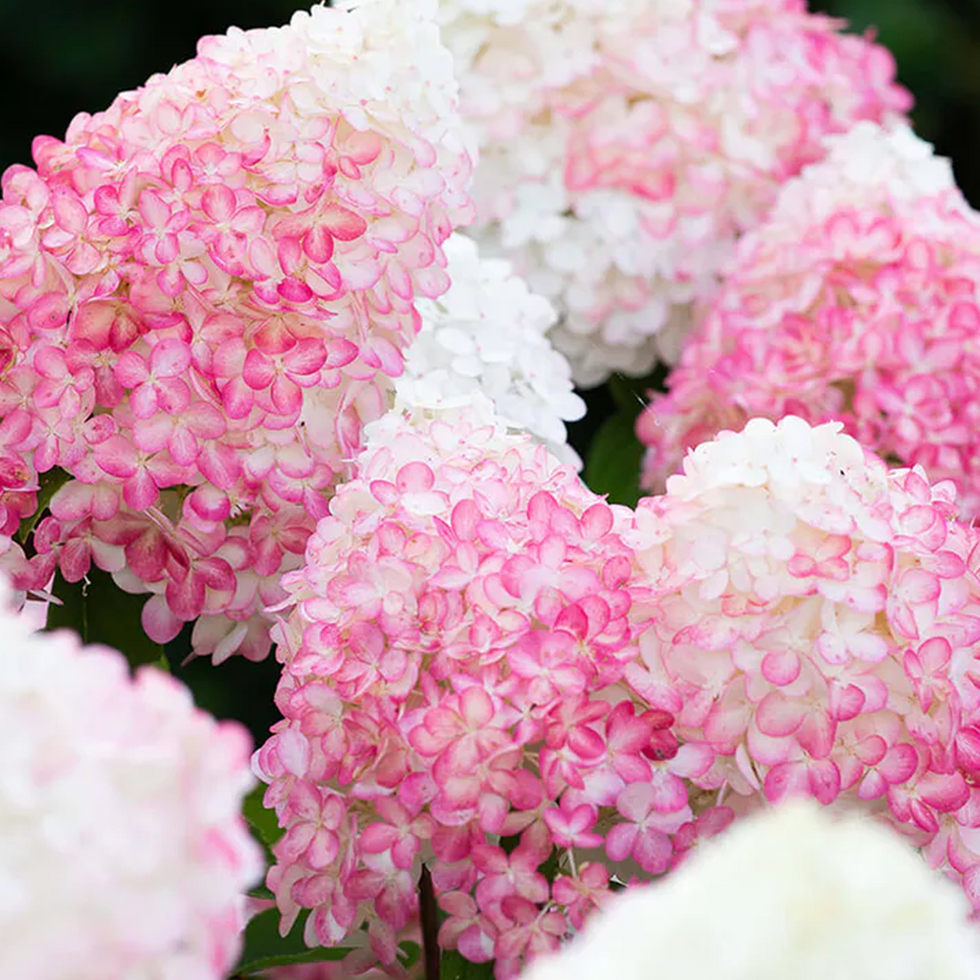 Hydrangea 'Pink and Rose' | Panicle Hydrangea – Gardeners Dream