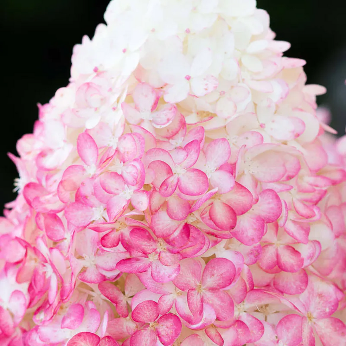 Hydrangea 'Pink and Rose' | Panicle Hydrangea – Gardeners Dream