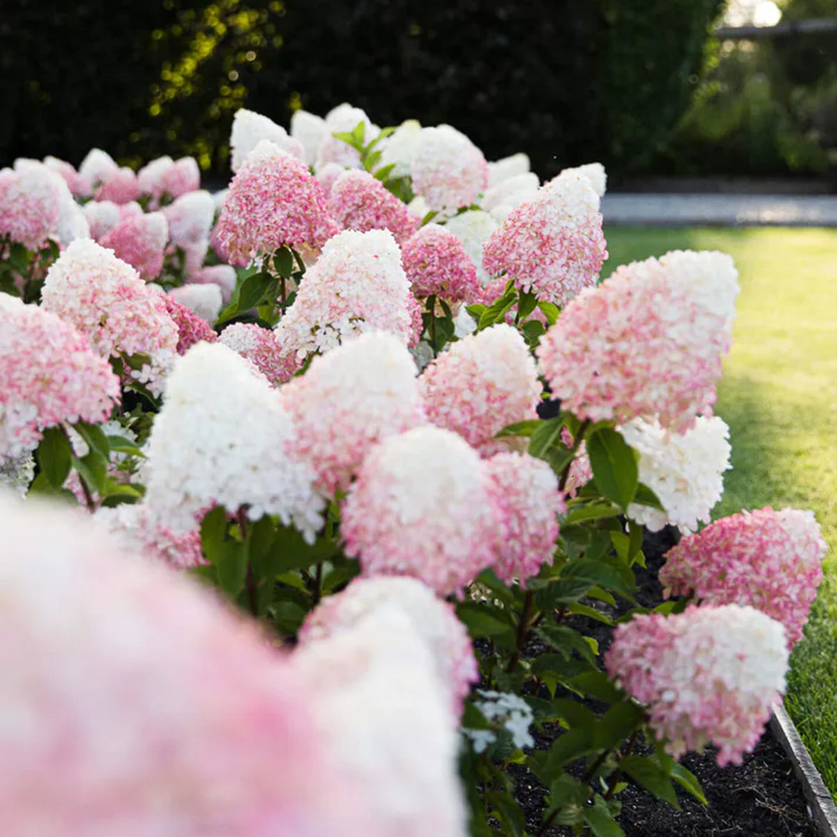 Hydrangea 'Pink and Rose' | Panicle Hydrangea – Gardeners Dream