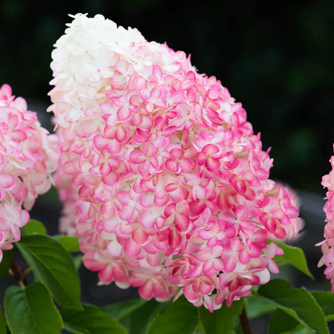 Hydrangea 'Pink and Rose' | Panicle Hydrangea – Gardeners Dream