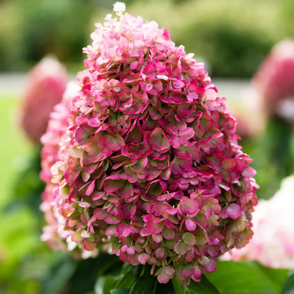 Hydrangea 'Living Pinky Promise' | Panicle Hydrangea – Gardeners Dream