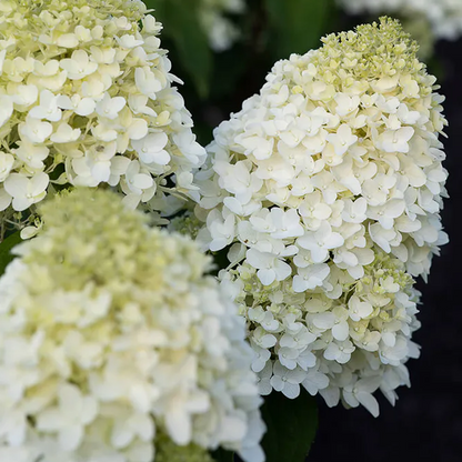 Hydrangea 'Living Sugar Rush' | Panicle Hydrangea – Gardeners Dream