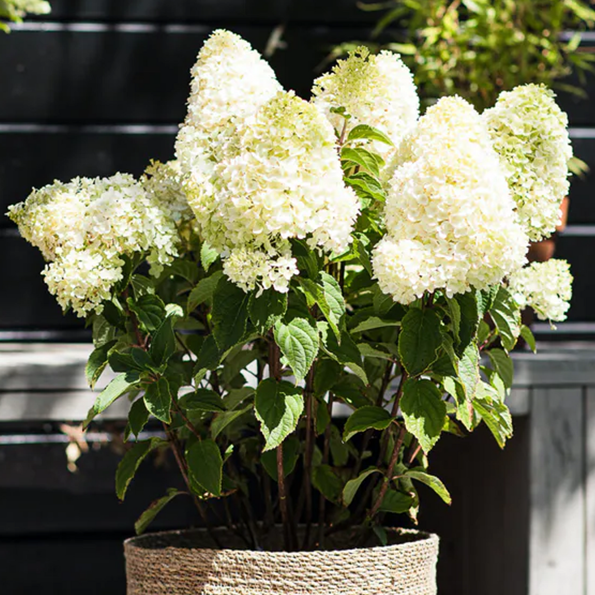 Hydrangea 'Living Sugar Rush' | Panicle Hydrangea – Gardeners Dream