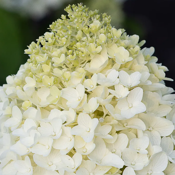 Hydrangea 'Living Sugar Rush' | Panicle Hydrangea – Gardeners Dream