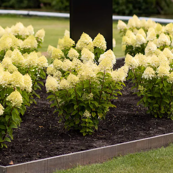 Hydrangea 'Living Sugar Rush' | Panicle Hydrangea – Gardeners Dream