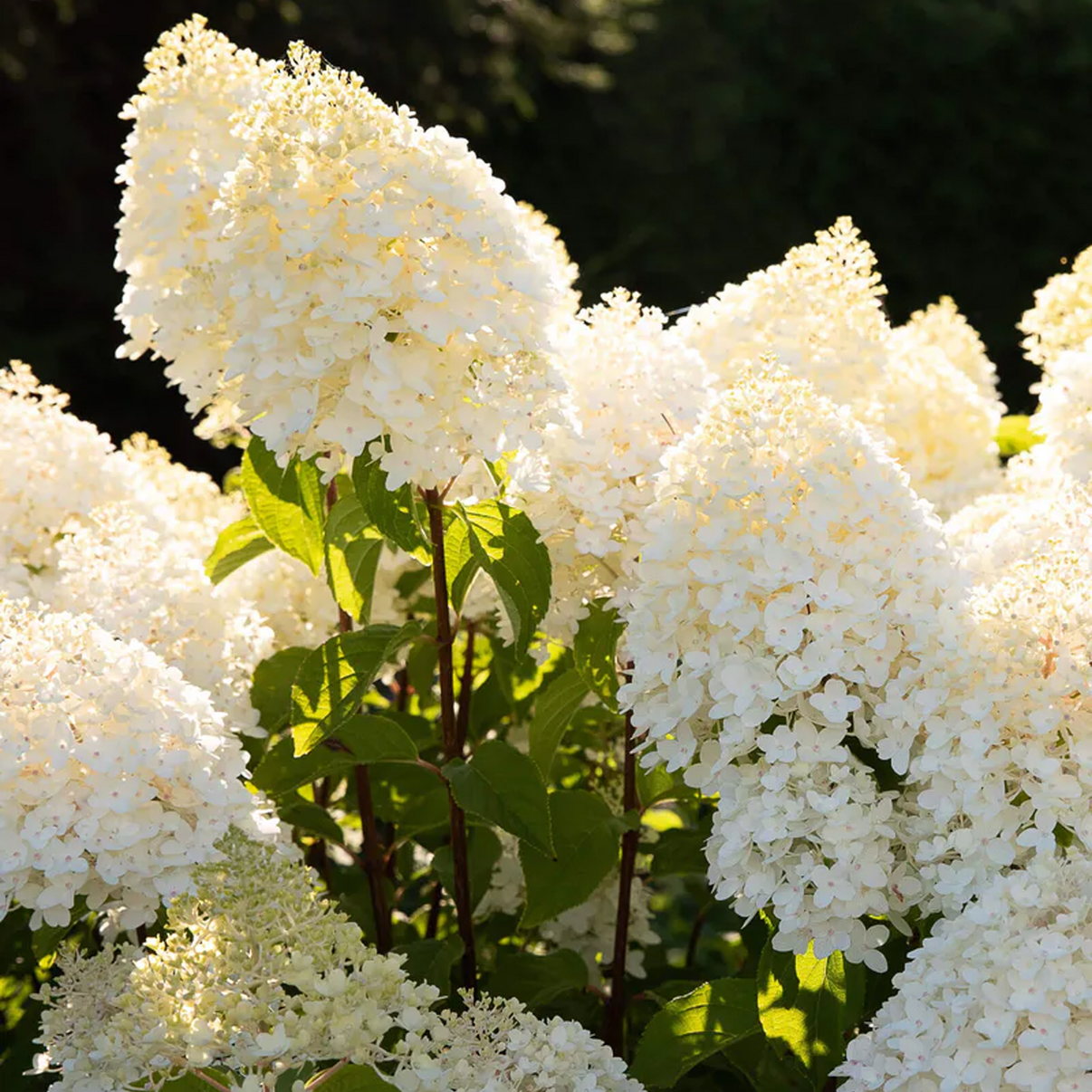 Hydrangea 'Living Sugar Rush' | Panicle Hydrangea – Gardeners Dream