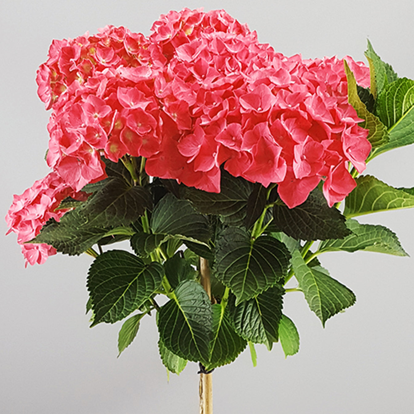 Red Hydrangea macrophylla Patio Tree | Lacecap Hydrangea Tree ...
