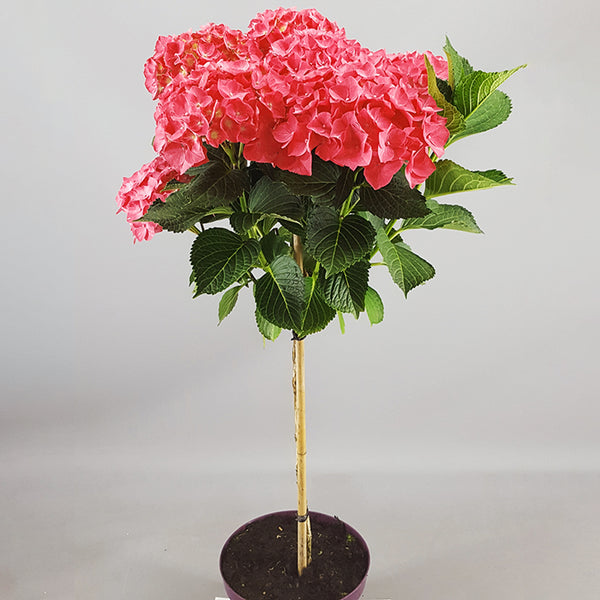 Red Hydrangea macrophylla Patio Tree | Lacecap Hydrangea Tree ...