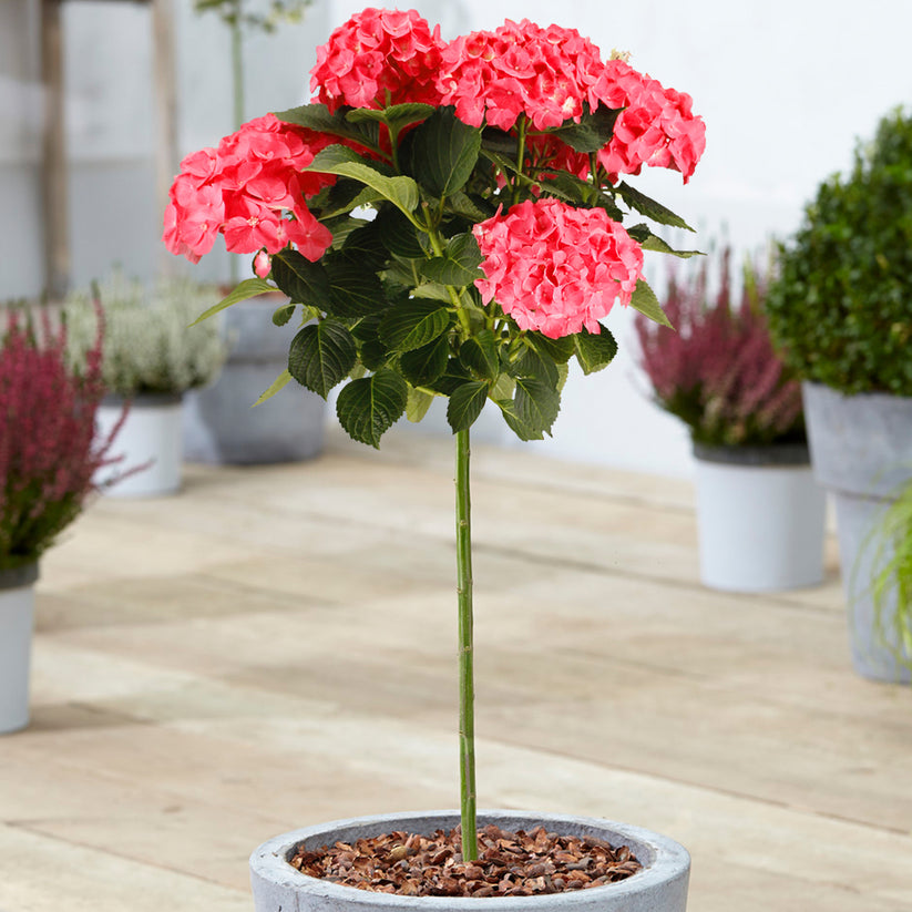 Red Hydrangea macrophylla Patio Tree | Lacecap Hydrangea Tree ...