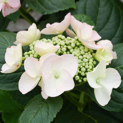 Hydrangea 'Sandra' | Mophead Hydrangea – Gardeners Dream