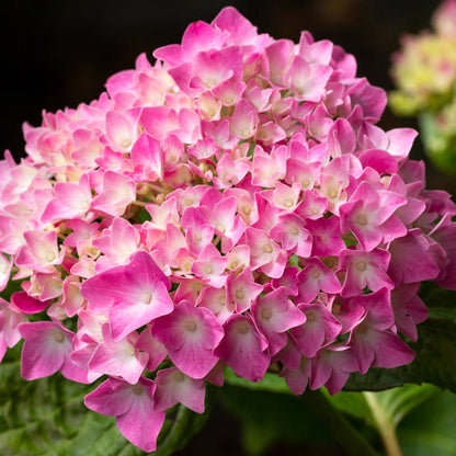 Hydrangea 'King George' | Mophead Hydrangea – Gardeners Dream