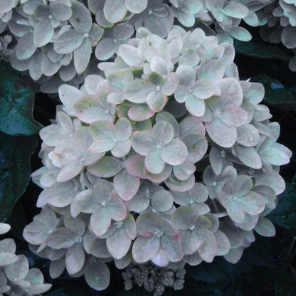 Hydrangea 'Little Alf' | Panicle Hydrangea – Gardeners Dream