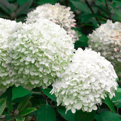 Hydrangea 'Little Alf' | Panicle Hydrangea – Gardeners Dream