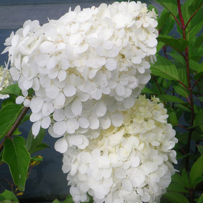 Hydrangea 'Polar Bear' | Panicle Hydrangea – Gardeners Dream