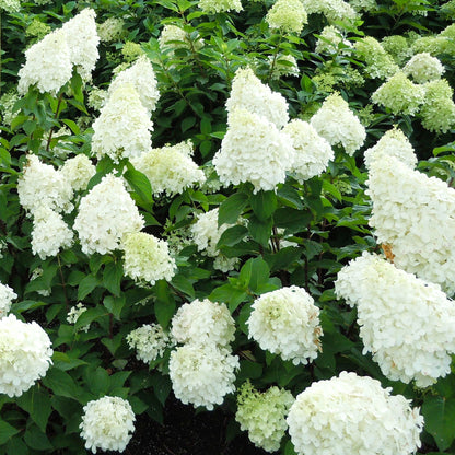 Hydrangea 'Polar Bear' | Panicle Hydrangea – Gardeners Dream