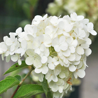 Hydrangea 'Polar Bear' | Panicle Hydrangea – Gardeners Dream