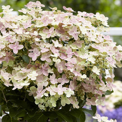 Hydrangea 'Polestar' | Panicle Hydrangea – Gardeners Dream