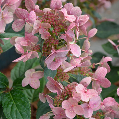 Hydrangea 'Polestar' | Panicle Hydrangea – Gardeners Dream