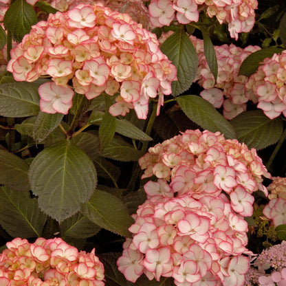 Hydrangea 'Sabrina' | Mophead Hydrangea – Gardeners Dream