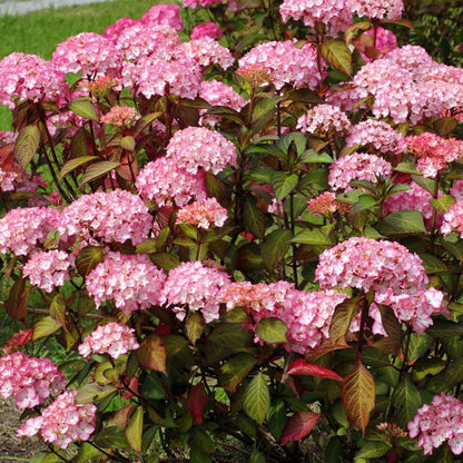 Hydrangea 'Sabrina' | Mophead Hydrangea – Gardeners Dream