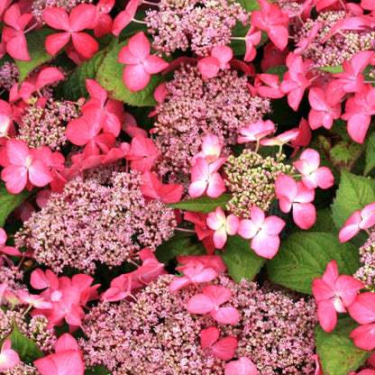 Hydrangea 'Selina' | Mophead Hydrangea – Gardeners Dream