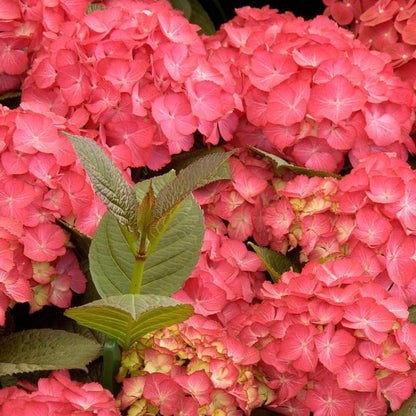 Hydrangea 'Selina' | Mophead Hydrangea – Gardeners Dream