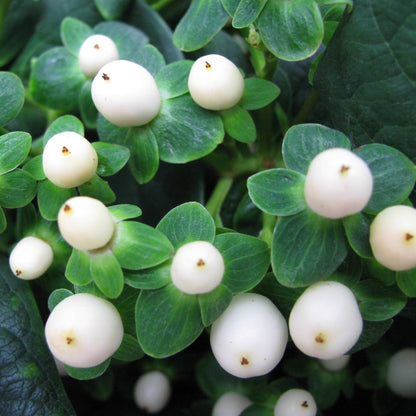 Hypericum 'Magical White' | St John's Wort – Gardeners Dream