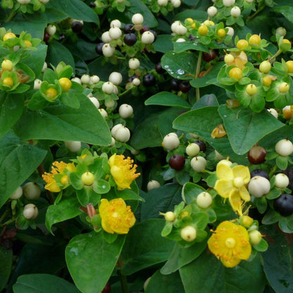 Hypericum 'Magical White' | St John's Wort – Gardeners Dream