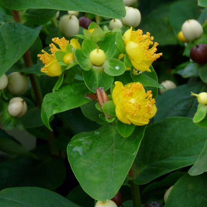 Hypericum 'Magical White' | St John's Wort – Gardeners Dream