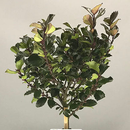 Ilex 'Blue Prince' Patio Tree | Holly Tree – Gardeners Dream
