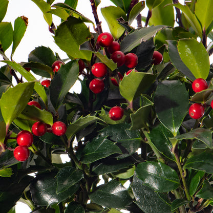 Standard Ilex Patio Tree | Holly Tree – Gardeners Dream